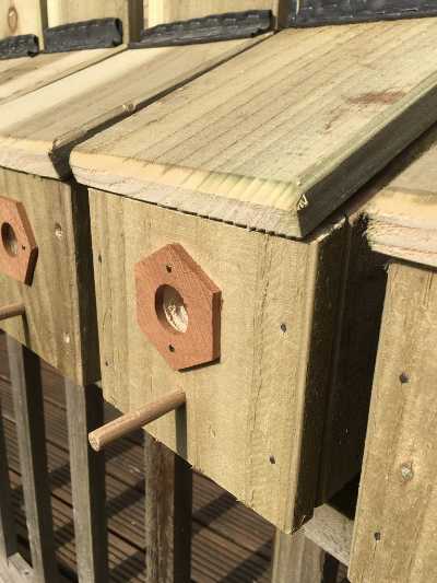 Bird Boxes